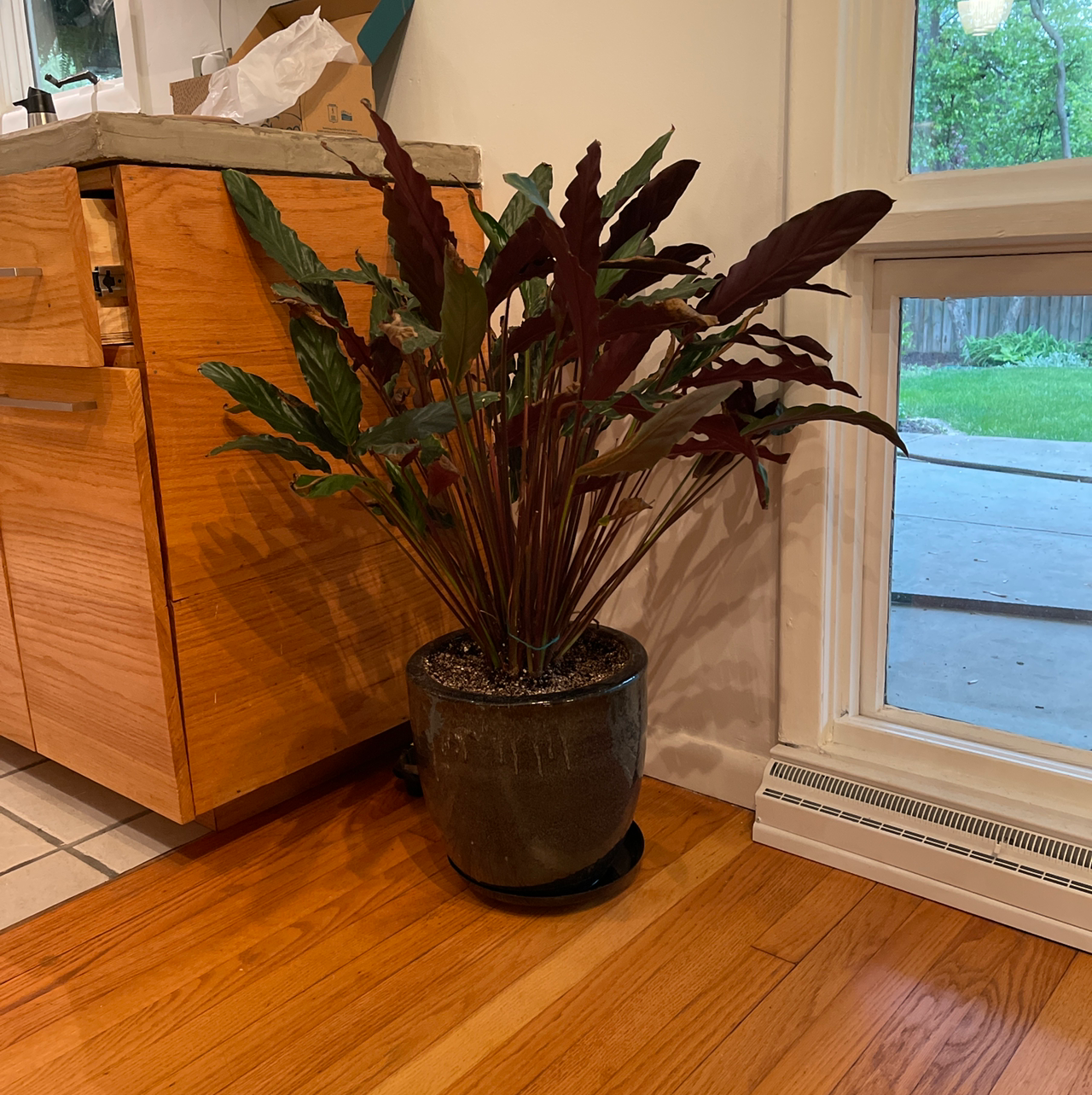 Furry Feather Calathea Plant Care: Water, Light, Nutrients | Greg App 🌱