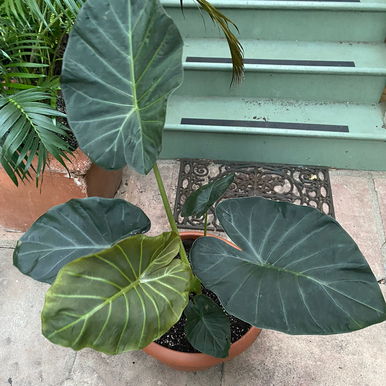 Am I Starving My Taro? Fertilizing 101