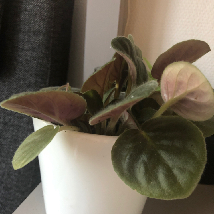 Rex | A plant by @arboretum on Greg