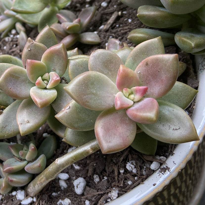 👻 10 Benefits Of Having A Ghost Plant
