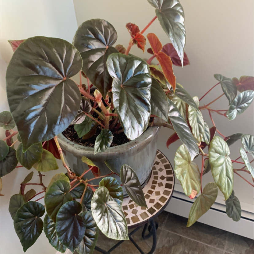 Why Are My Angel Wing Begonia Leaves Curling?