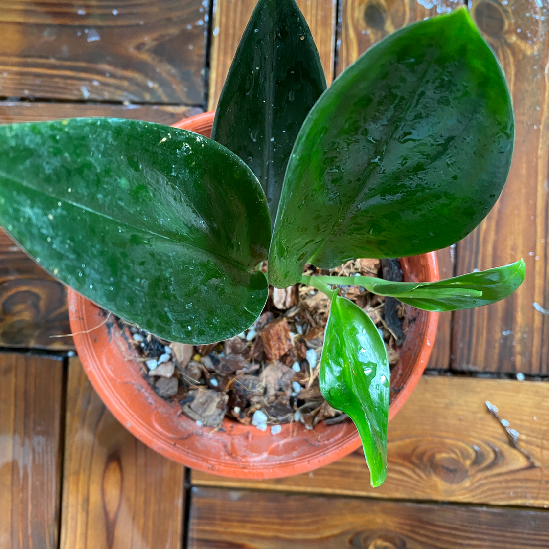 💧 Why Are My Scindapsus treubii 'Dark Form' Leaves Mushy?