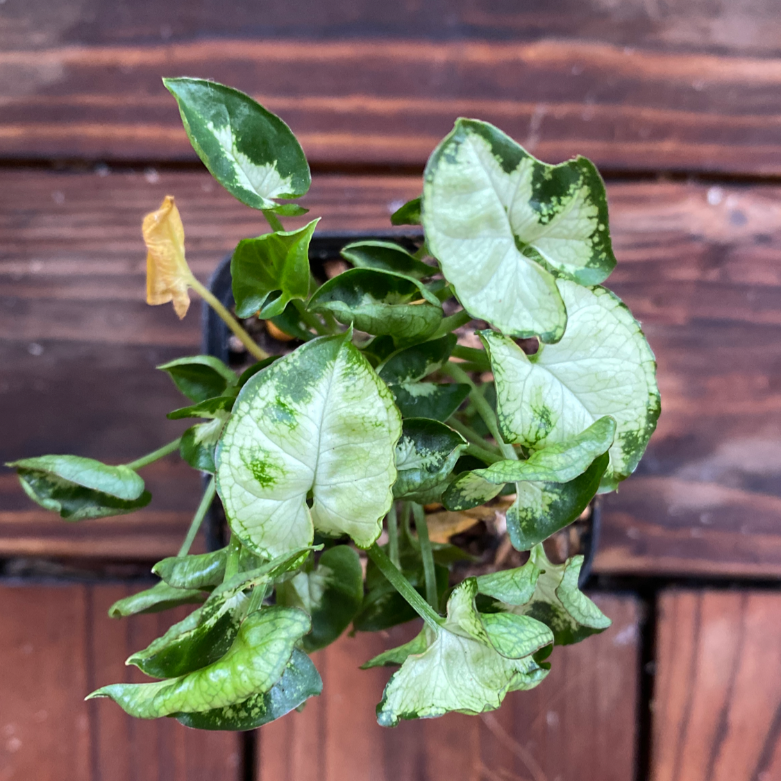 Why Are There Brown Spots on My Syngonium Pixie?
