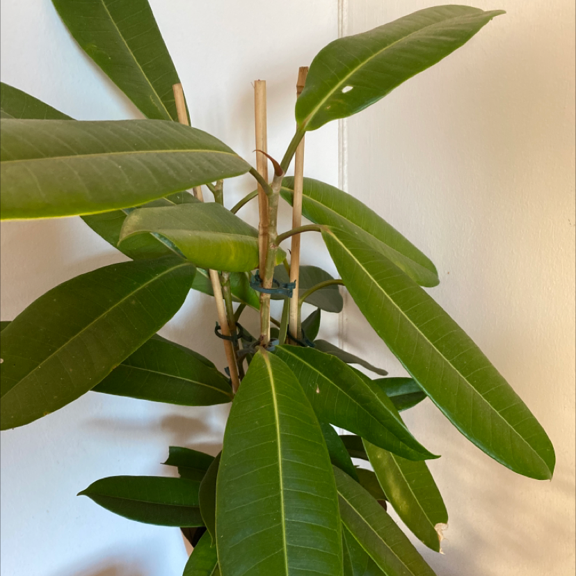 Diagnosing ficus robusta root rot
