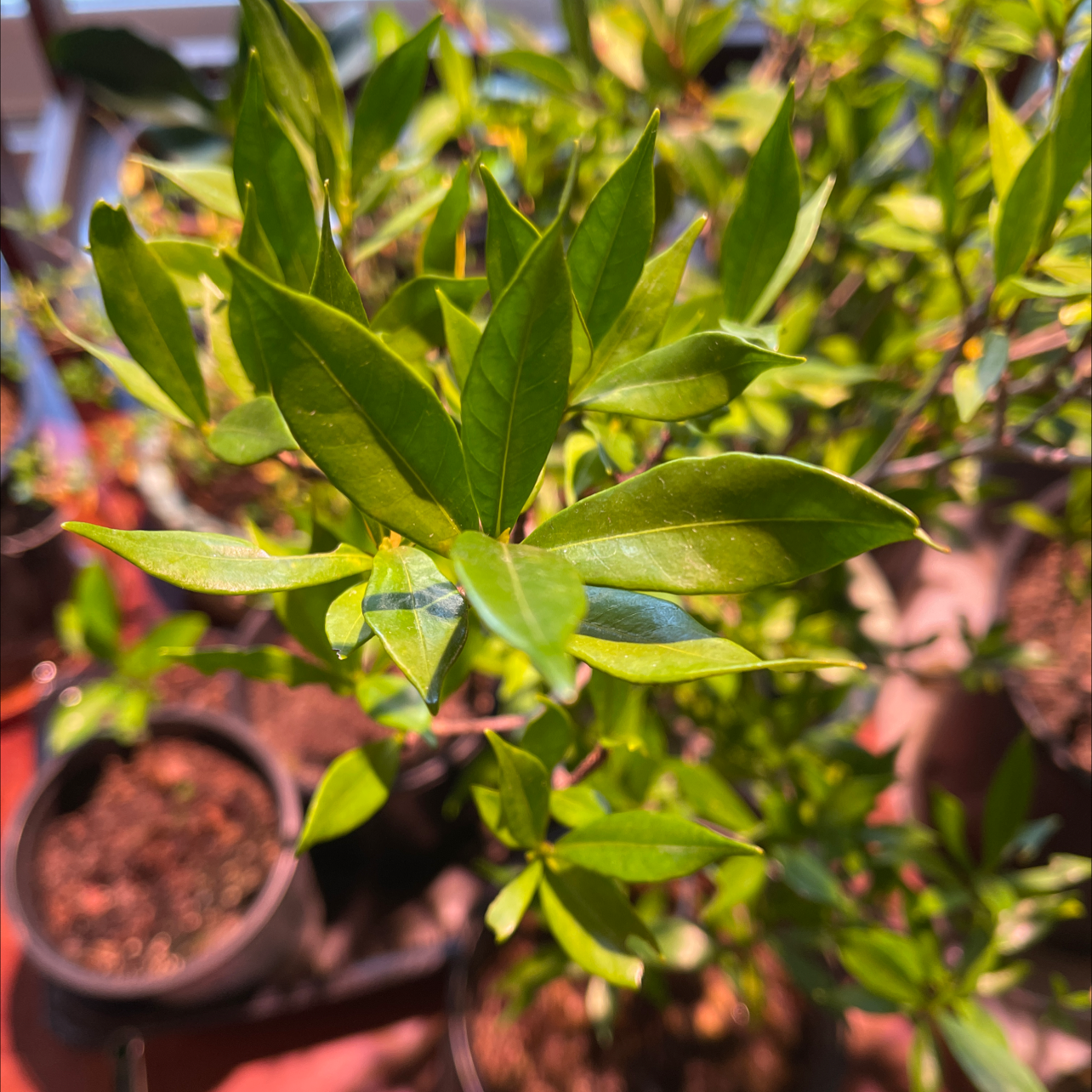 Common Myrtle - Ultimate Guide to Fertilizing