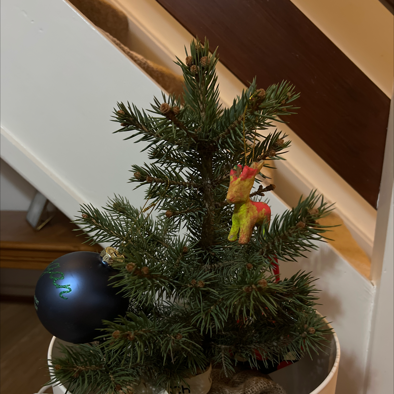 Propagating Norway Spruce: Step-by-Step Guide