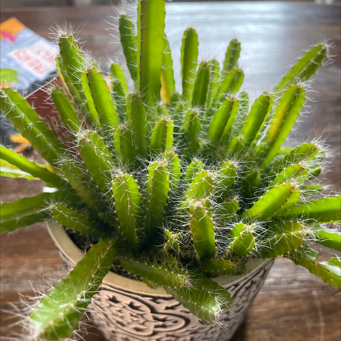 How to Prune Night-Blooming Cereus