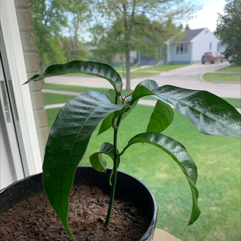 🌞 Does My Mango Need Direct Sunlight?