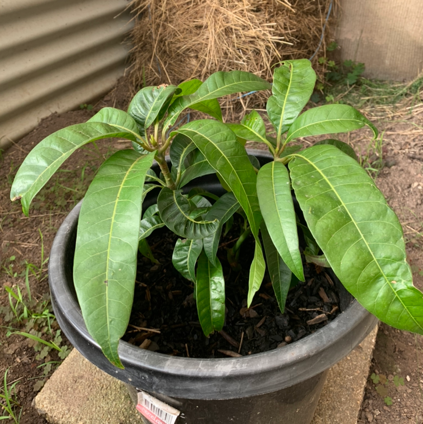 🥭 Symbolism and Benefits of the Mango