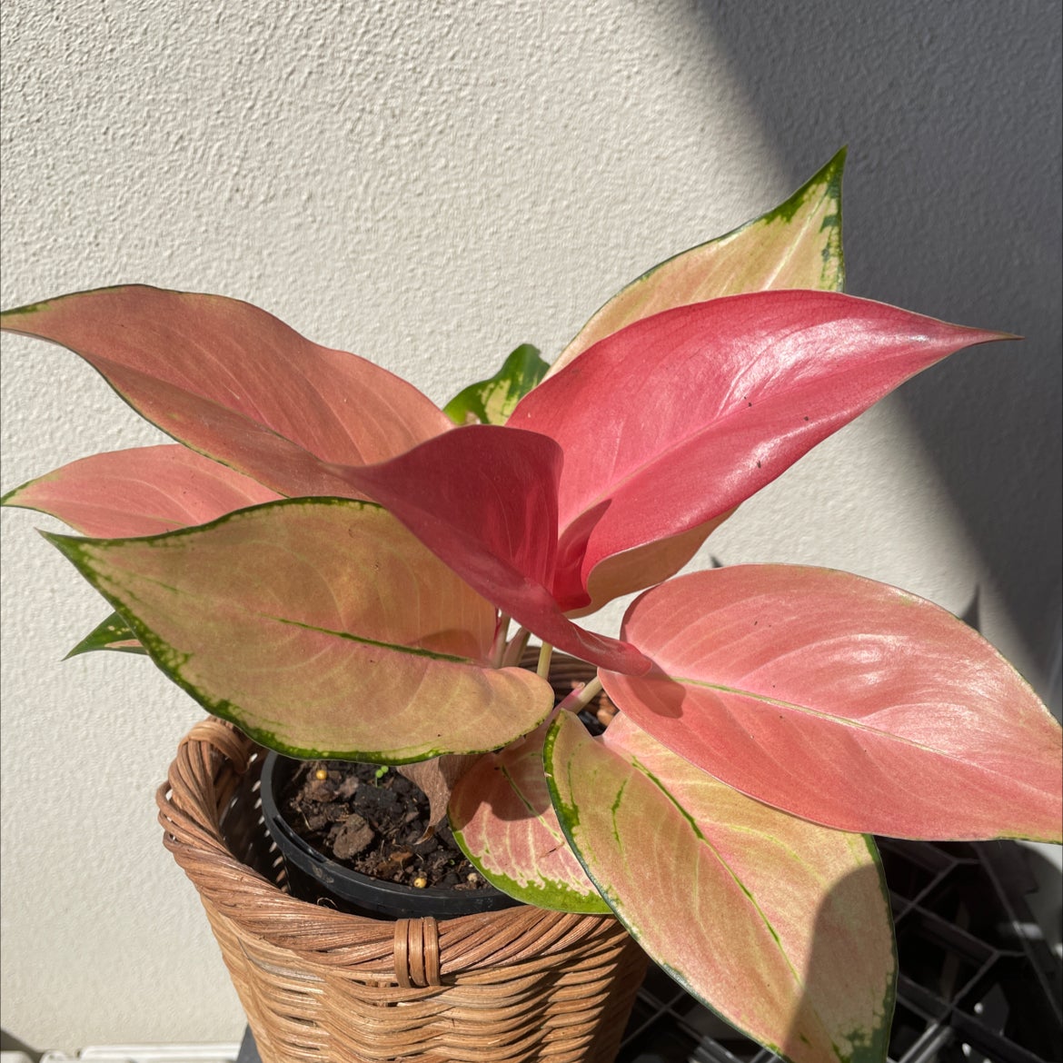 Chinese Evergreen Valentine: How Much Water & Light Does it Need to Thrive?