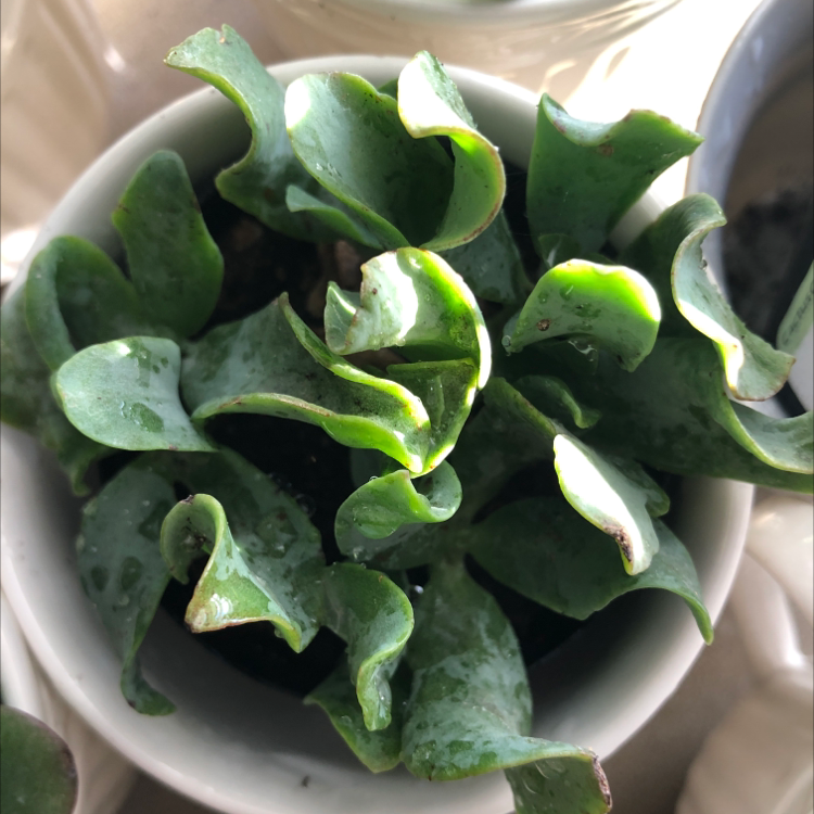 💰 10 Advantages of Having a Chinese Jade