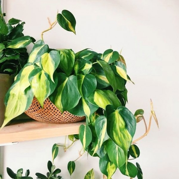 Keep Your Philodendron Brasil Alive: Light, Water & Care Instructions