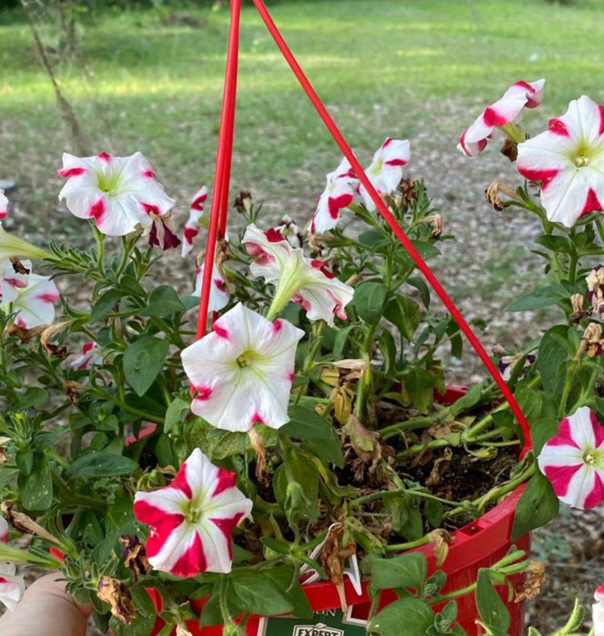 Symbolism and Benefits of the Petunia