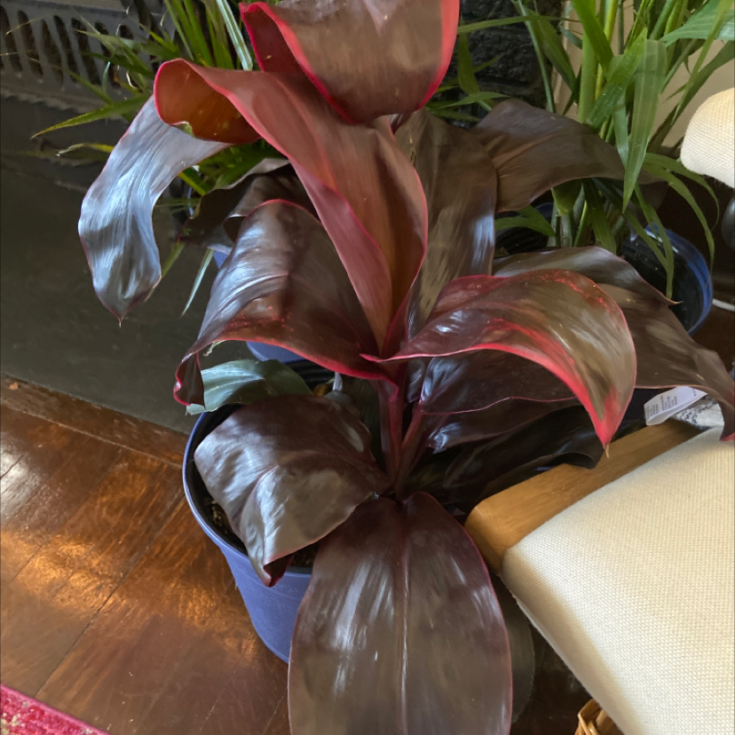 Common Ti Plant Problems