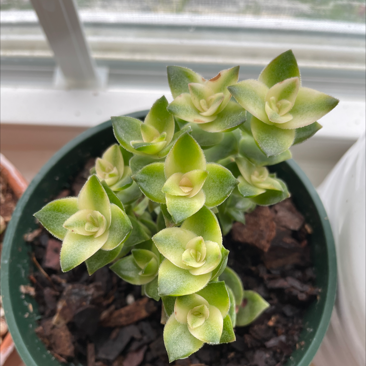 The Complete String of Buttons Plant Care Guide: Water, Light & Beyond