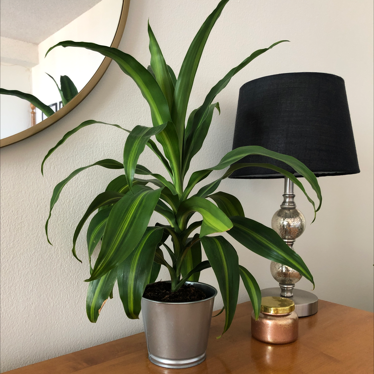 🐉 How Do I Cure Dragon Tree Root Rot?