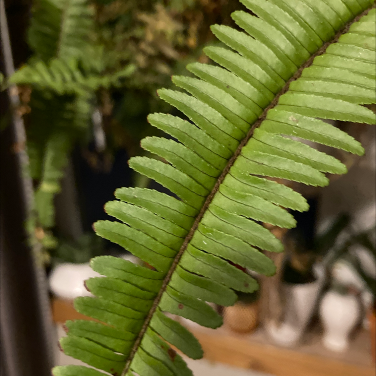 Choosing Fertilizer For My Erect Sword Fern