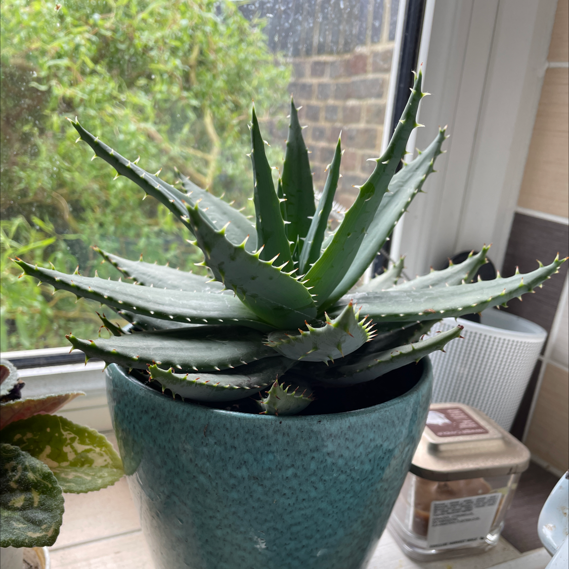 Why Are My Cape Aloe Leaves Mushy?