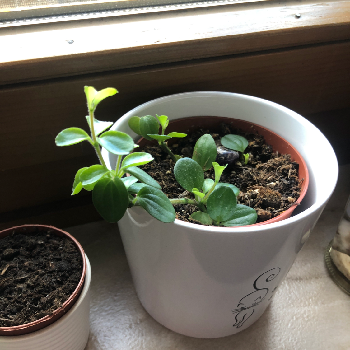 Diagnosing beetle peperomia root rot