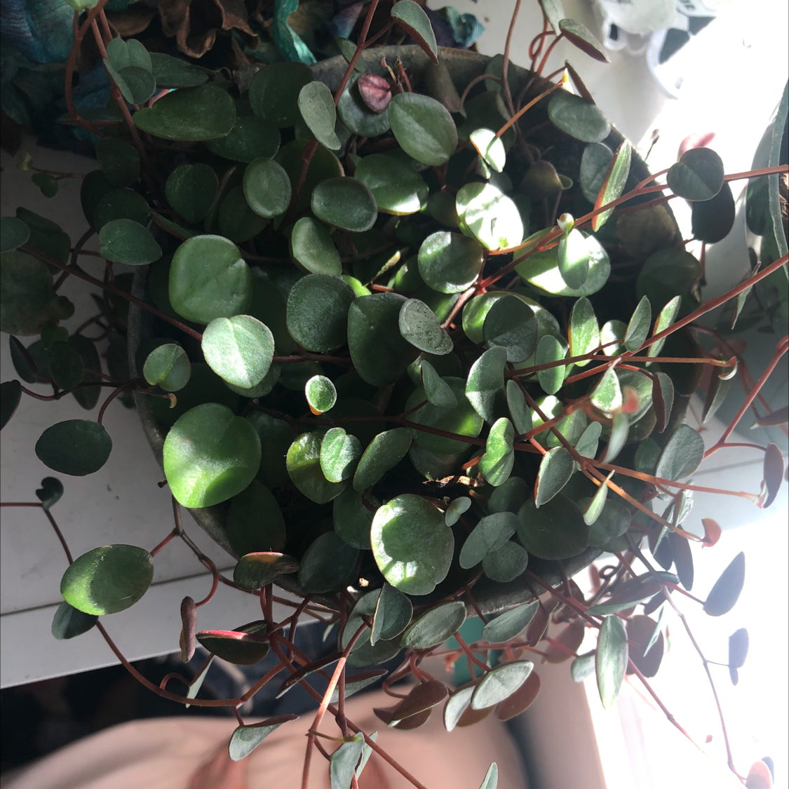 What Temperature Does My Peperomia 'Ruby Cascade' Need?