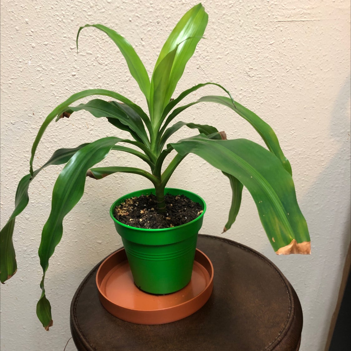 🍂 Why Are There Brown Spots on My Dracaena 'Lisa' Leaves?