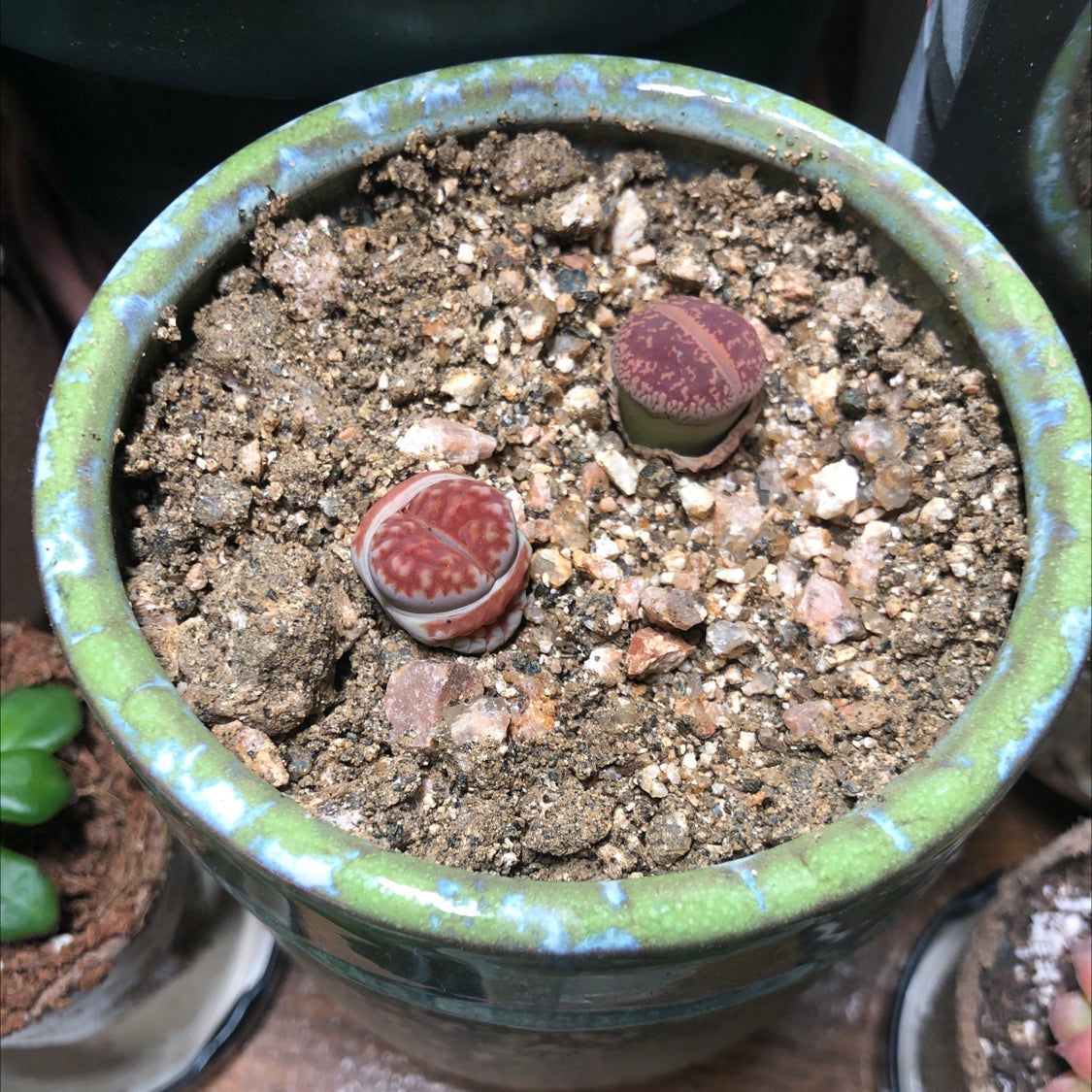 Why Are There Brown Spots on My Lithops Leaves? 🪨