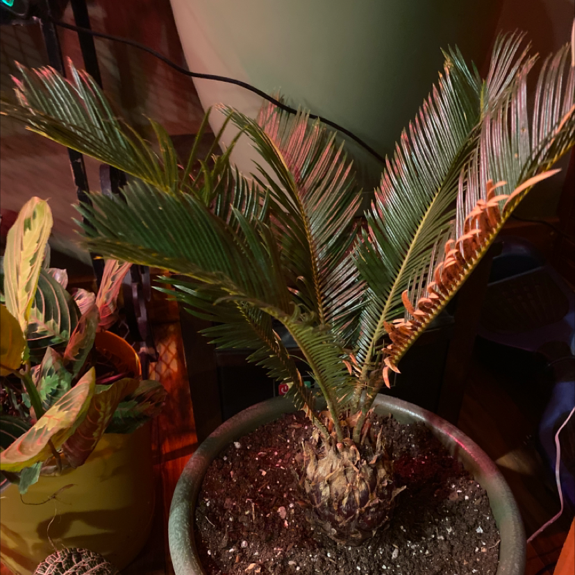 How Do I Fix Sago Palm Root Rot?