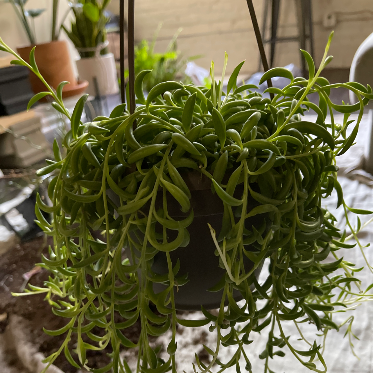 🍌 Why Are My String Of Bananas Leaves Droopy?