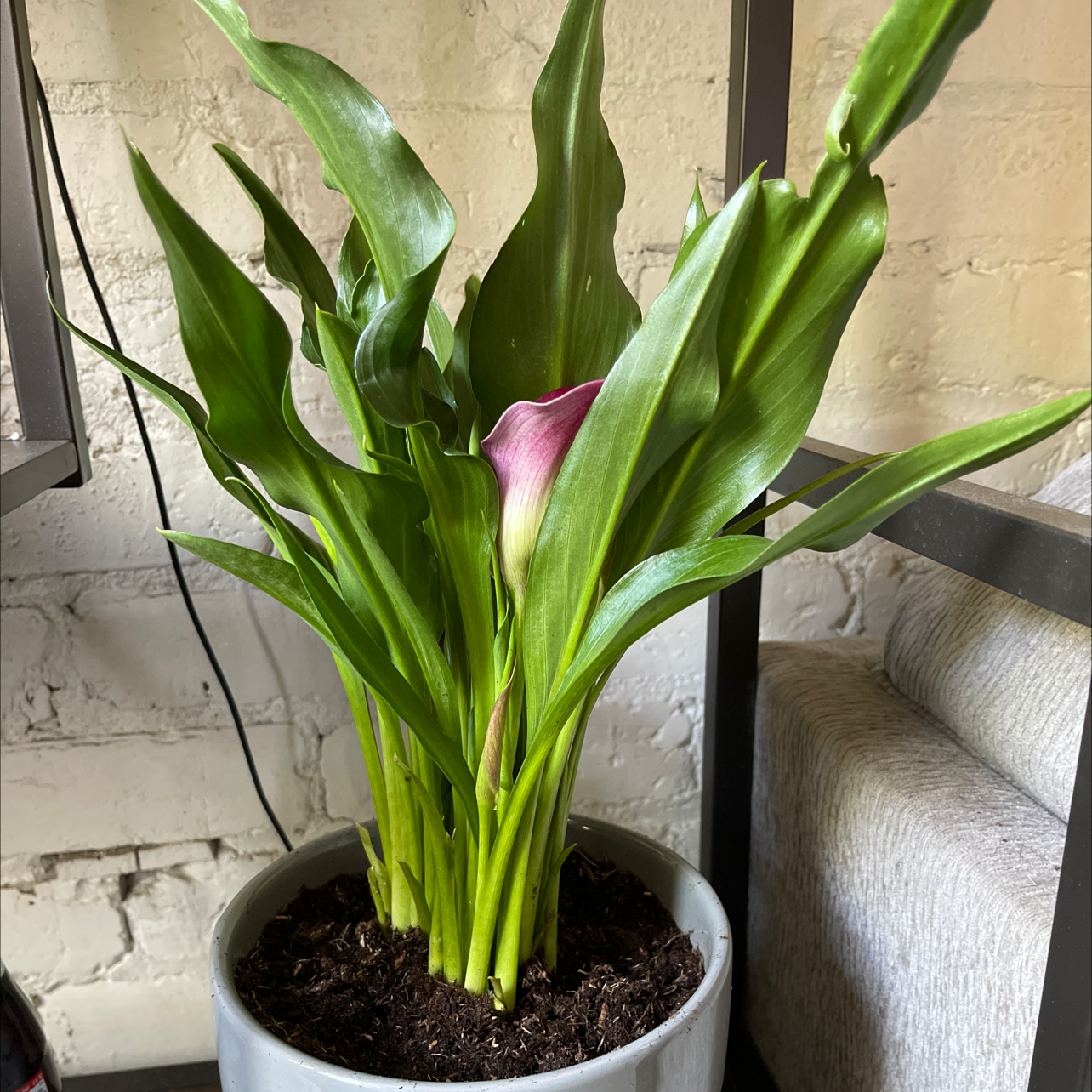 10 Benefits of Having a Pink Calla Lily