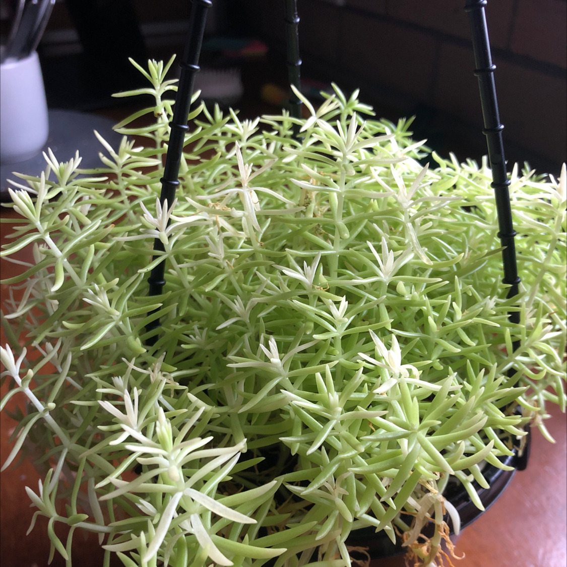 Why Are My Stringy Stonecrop Leaves Curling?