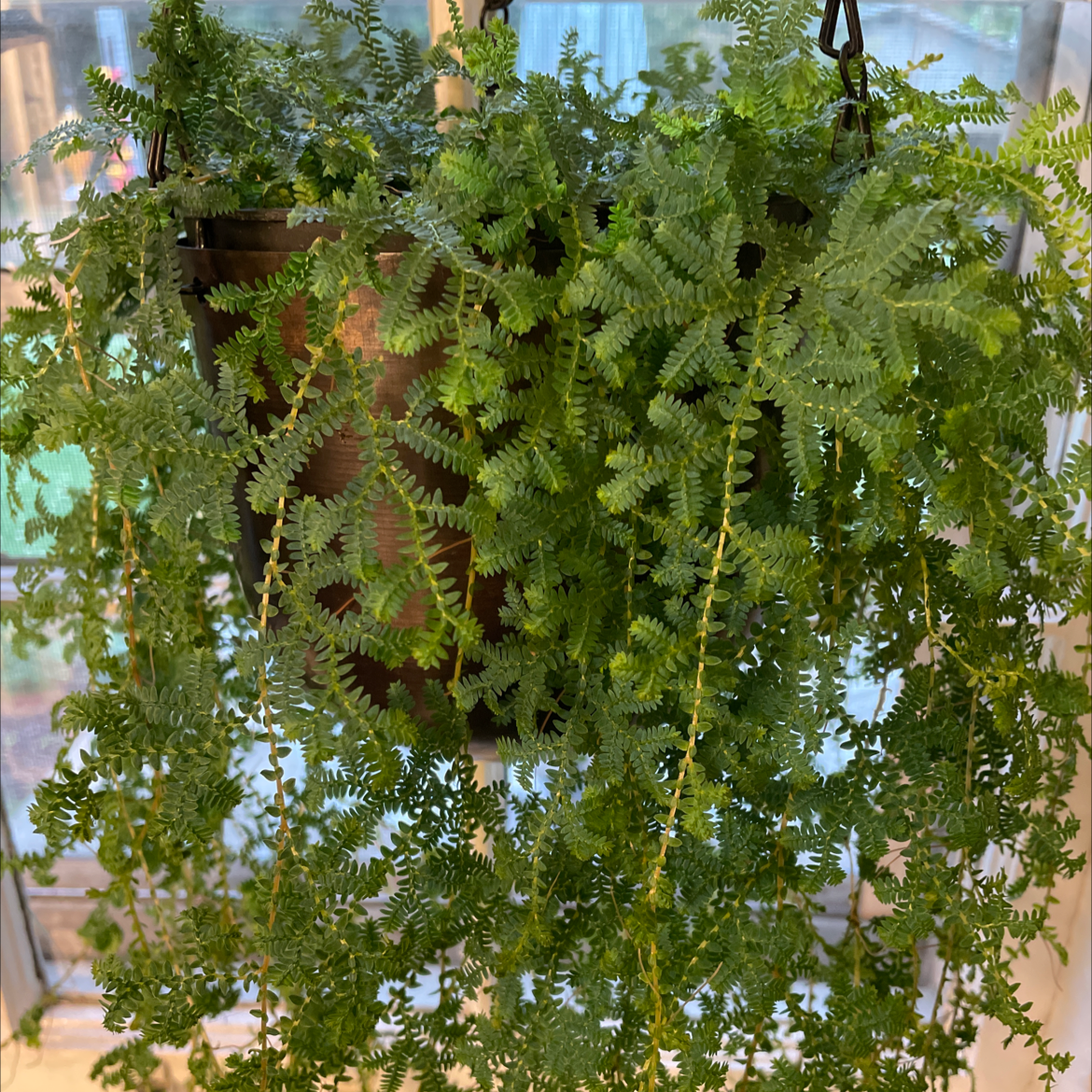 🦚 Why Are My Peacock Moss Leaves Droopy?