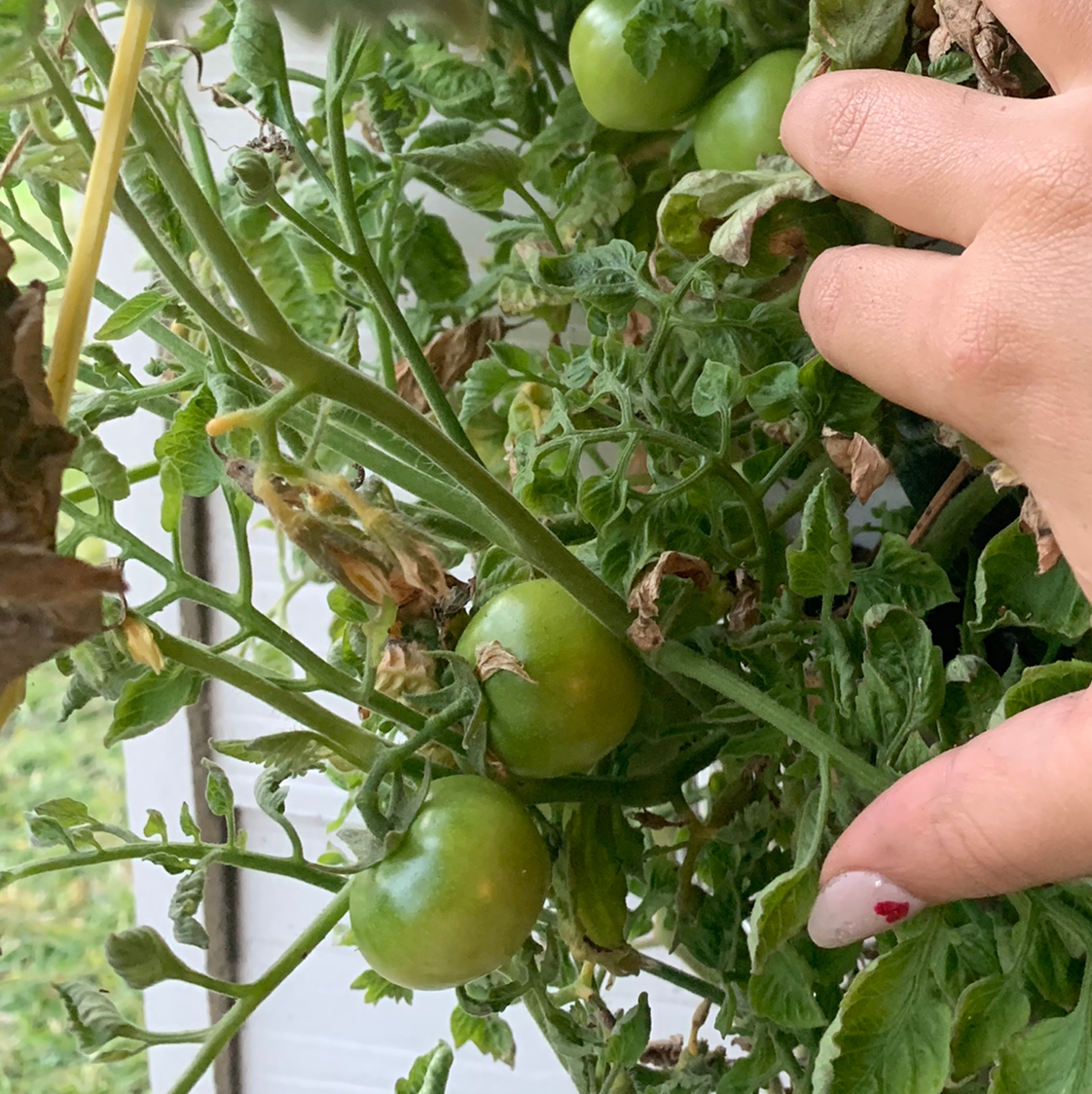 🍅 How Much Humidity Does My Tomato Plant Need?