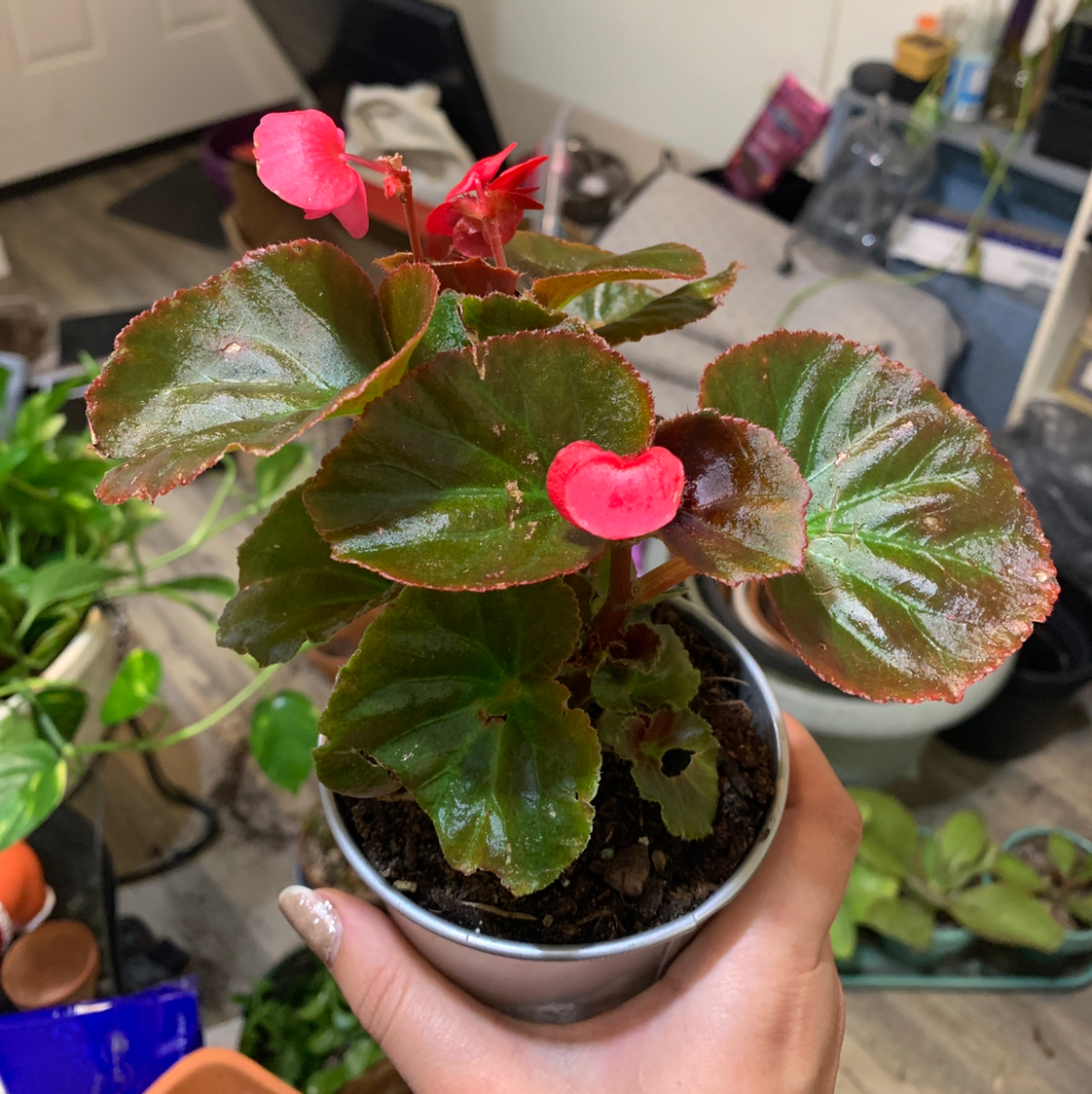 How To Prune Clubed Begonia
