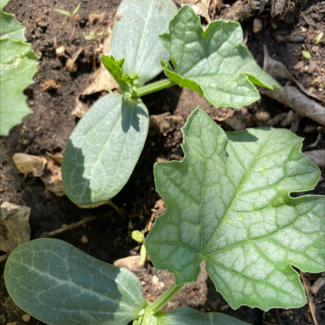 🍉 What Is A Good Temperature Range For My Melon?