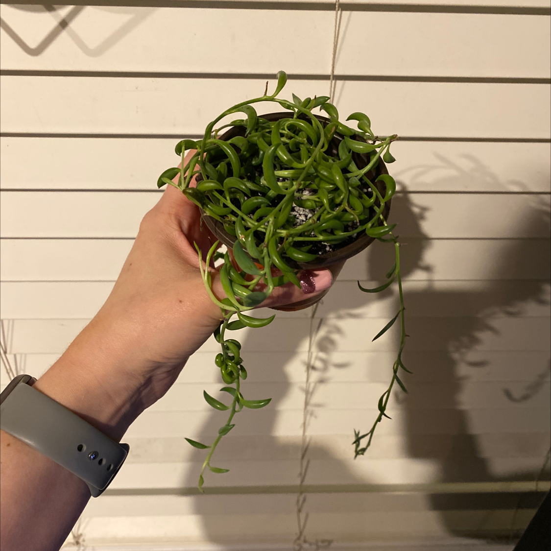 🍌 Why Is My String Of Bananas Dropping Leaves?