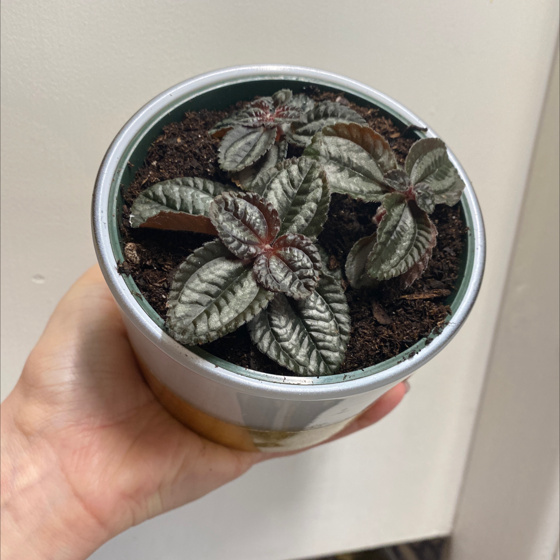 Propagating Your Friendship Plant: Step-by-step Guide