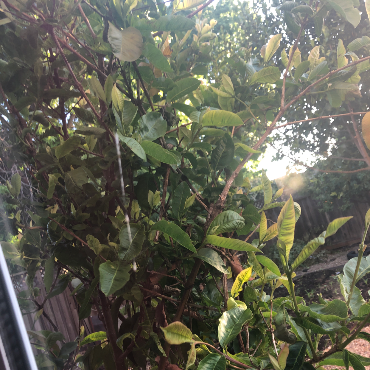 Breadnut Plant Care: Water, Light, Nutrients | Greg App 🌱