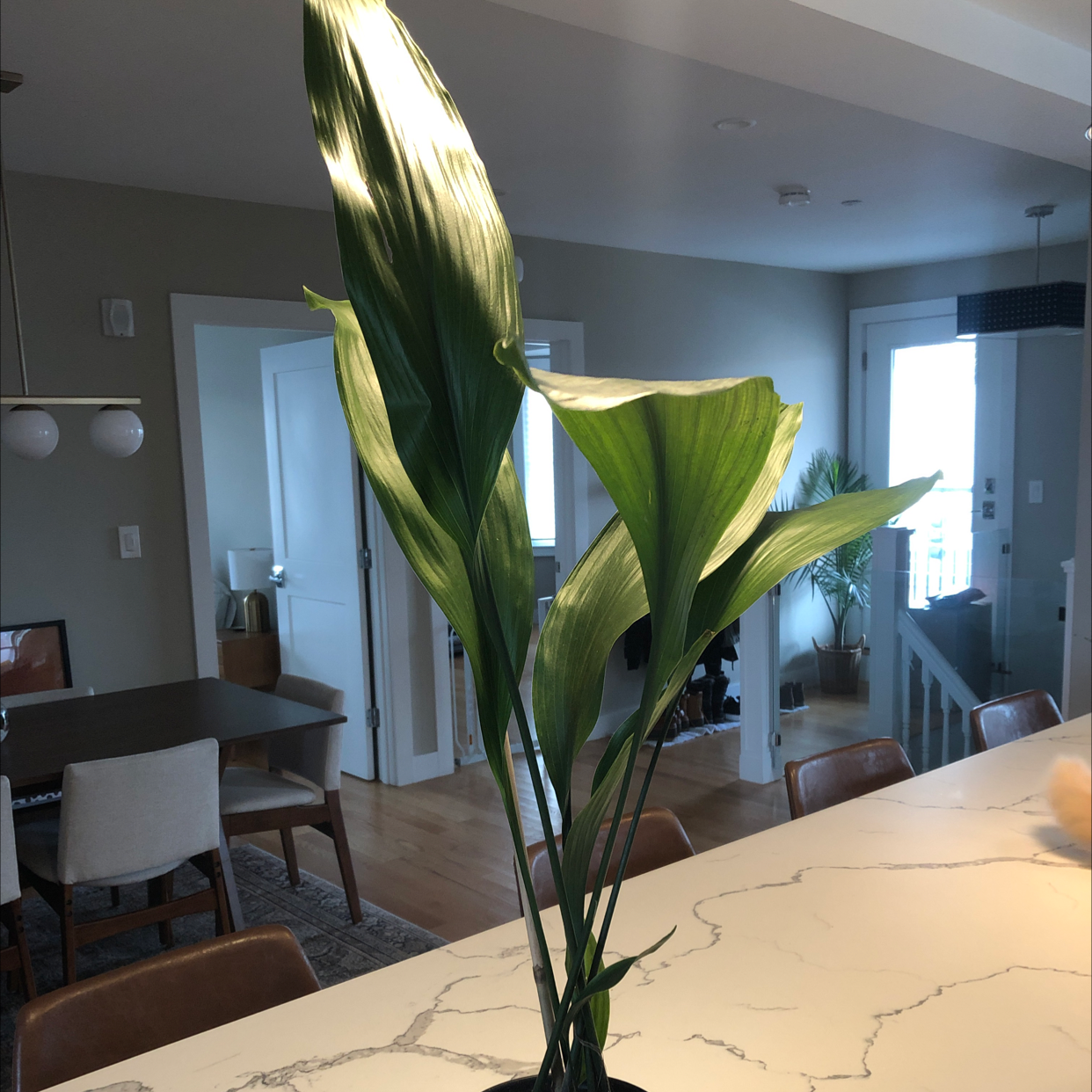 How To Propagate Your Cast Iron Plant