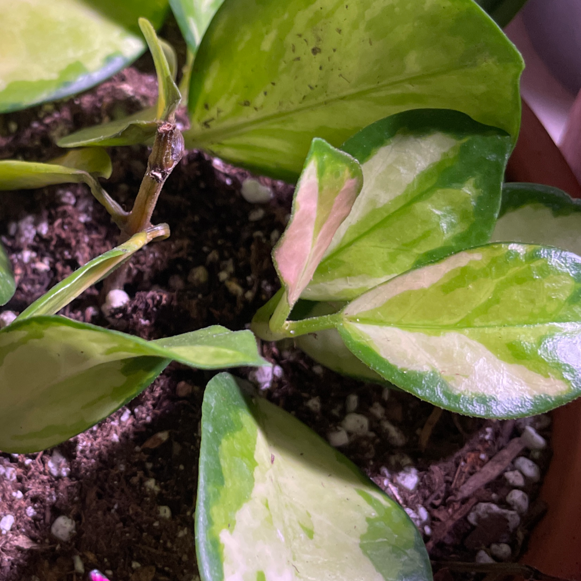 🌡 What Is A Good Temperature Range For My Hoya 'Lisa'?