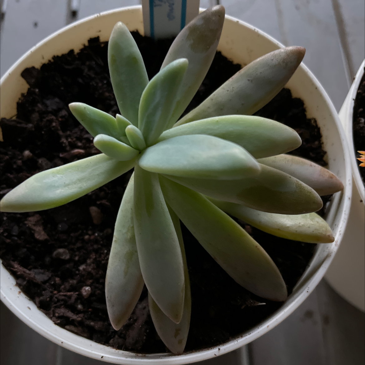 Keep Your Daruma Shu-Rei Graptopetalum Alive: Light, Water & Care ...