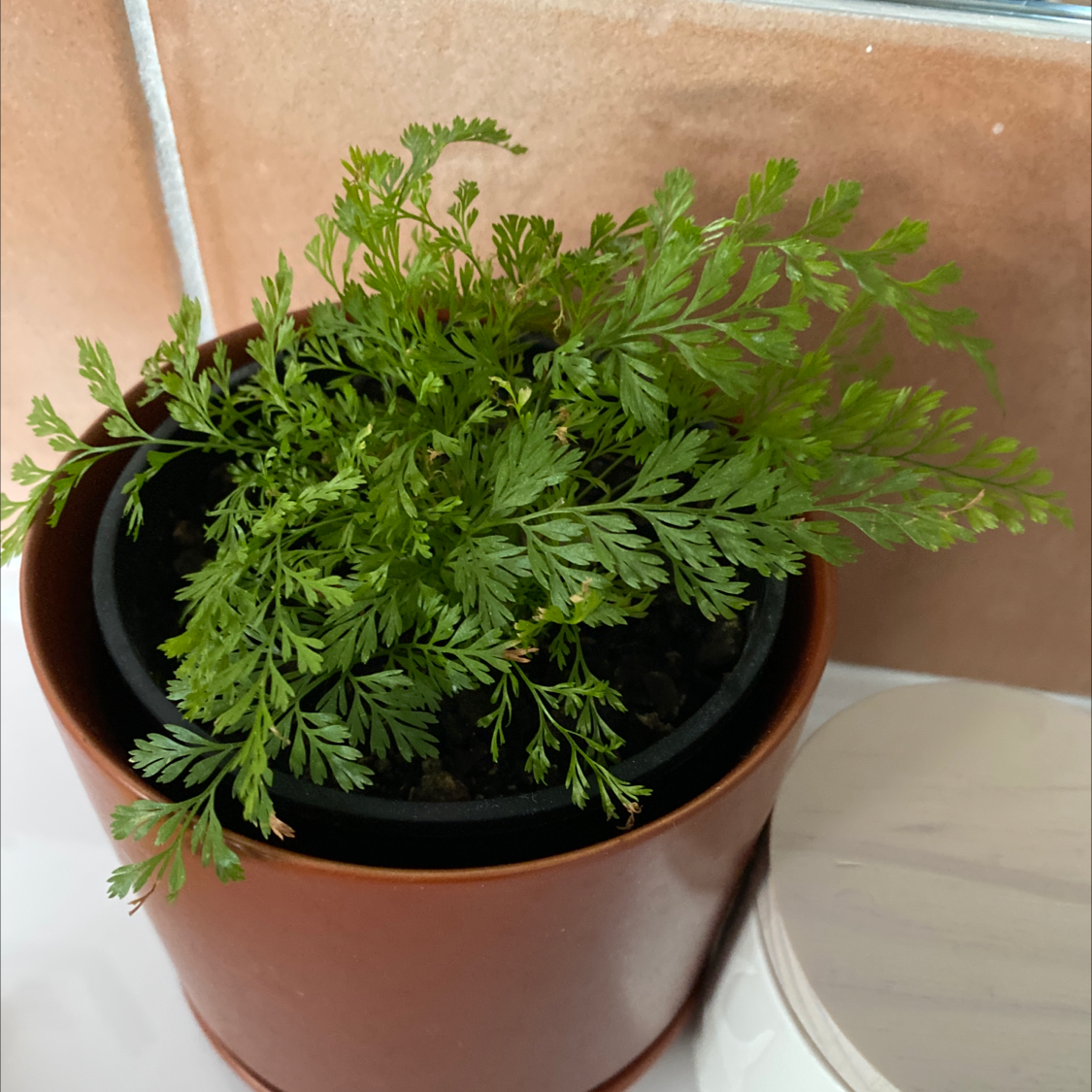 Why Are There Brown Spots on My Parsley Fern?