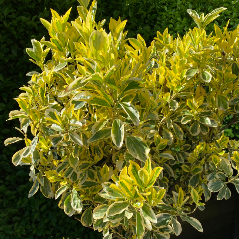 Symbolism and Benefits of the Japanese Spindle