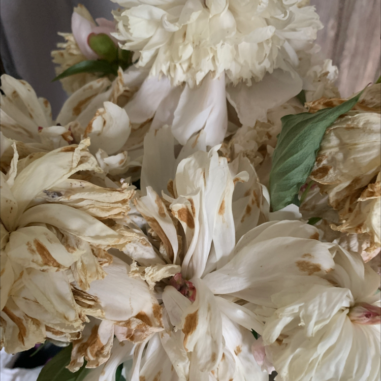 How Do I Cure Chinese Peony Root Rot?