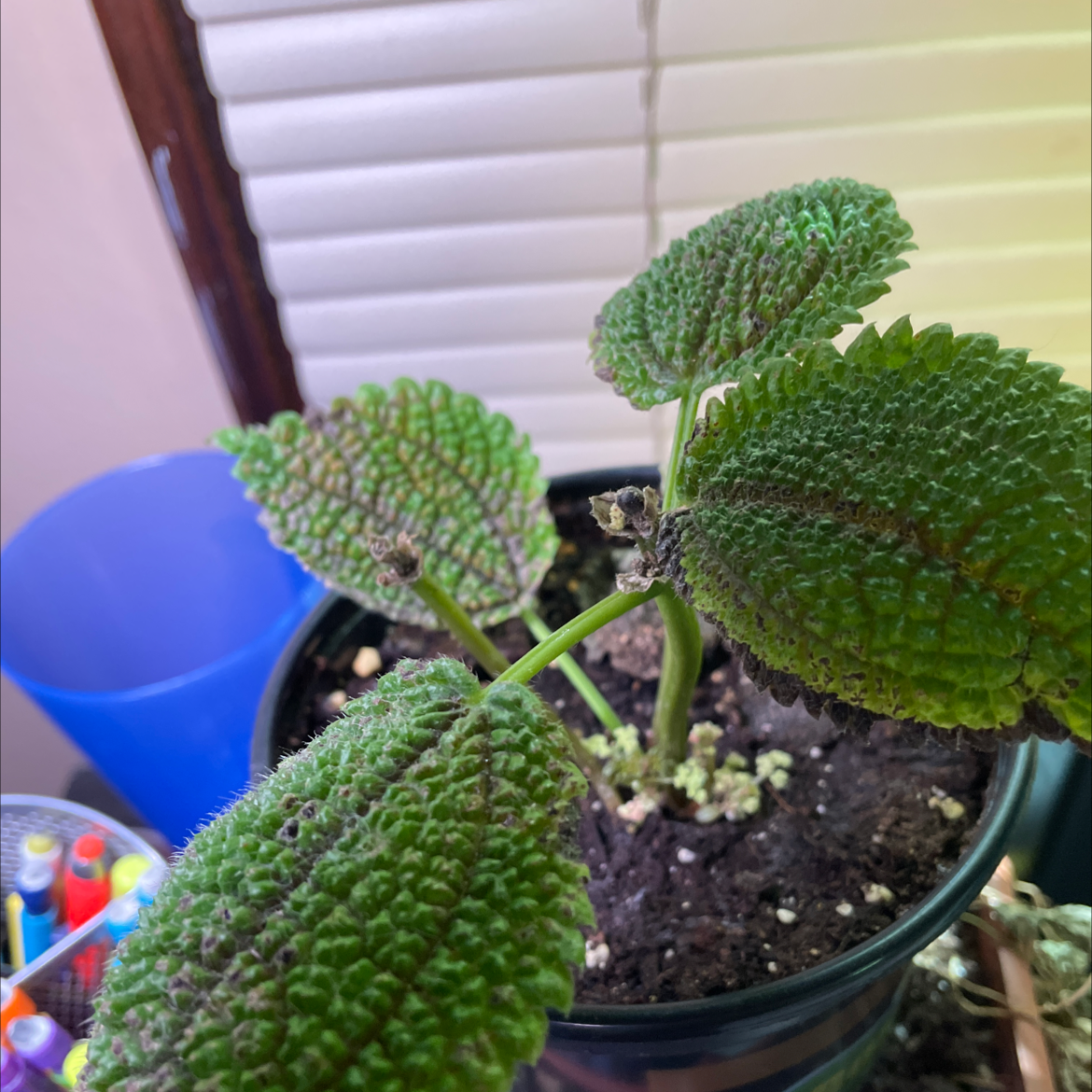 Why Are There Brown Spots on My Pilea mollis?