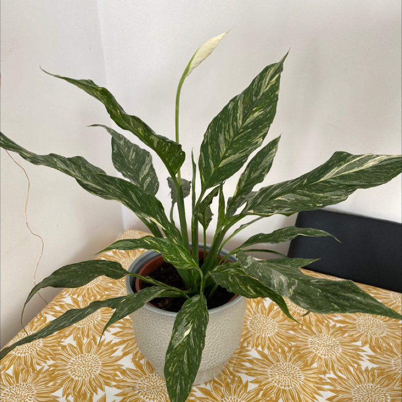 🌡 What Temperature Should My Variegated Peace Lily Be Kept At?