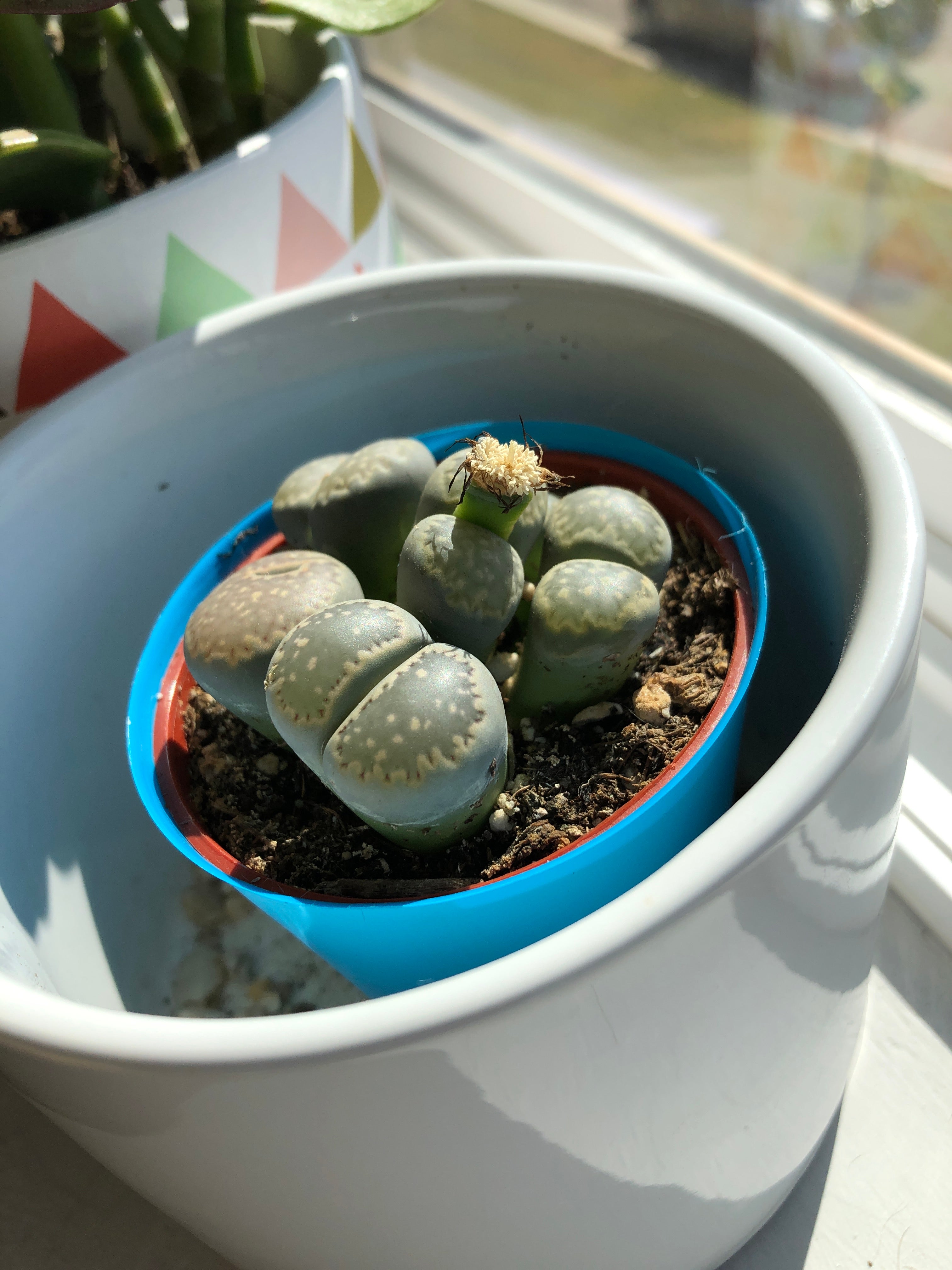 Black Spots on My Lithops Leaves