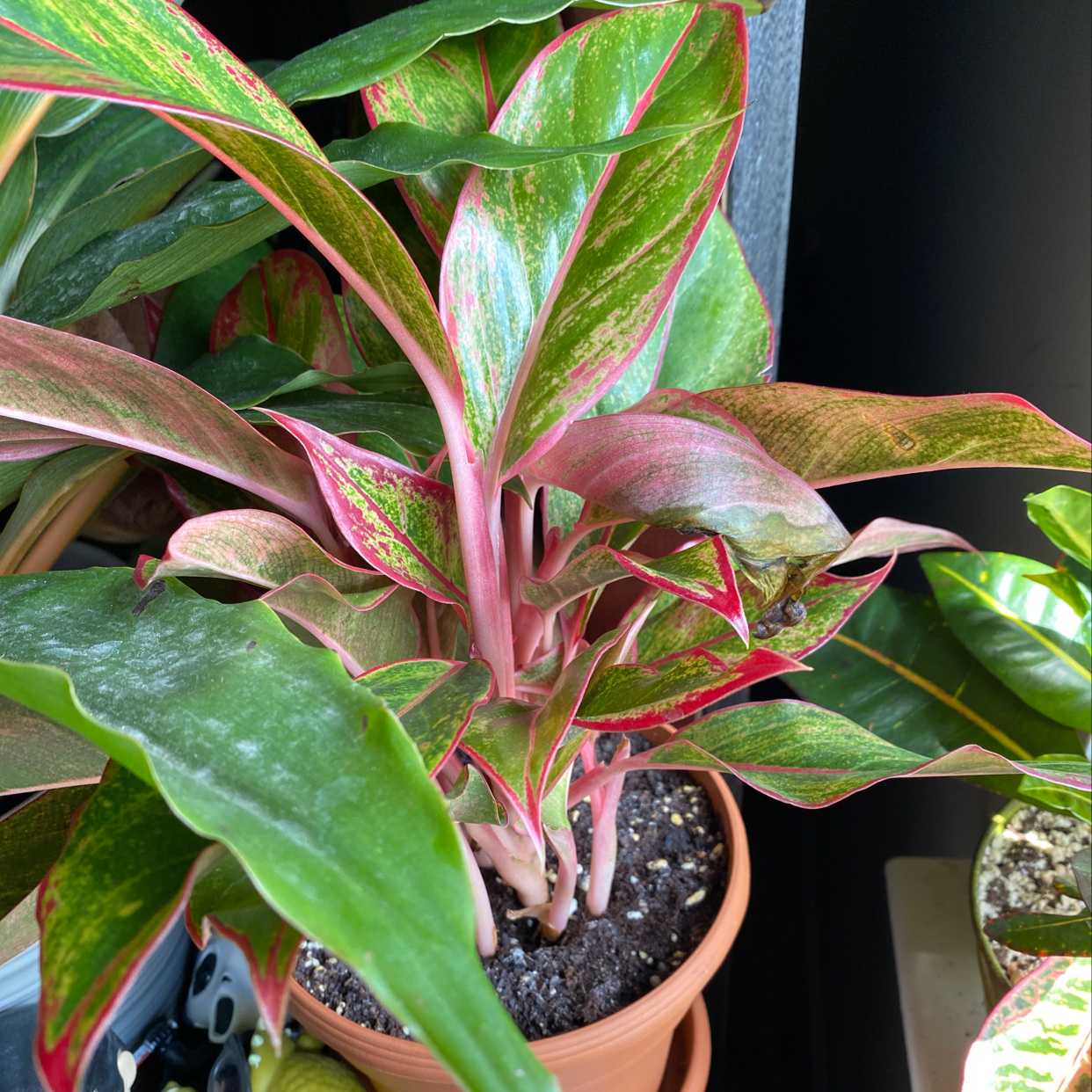 Propagating Ti Plant: Step-by-step Guide