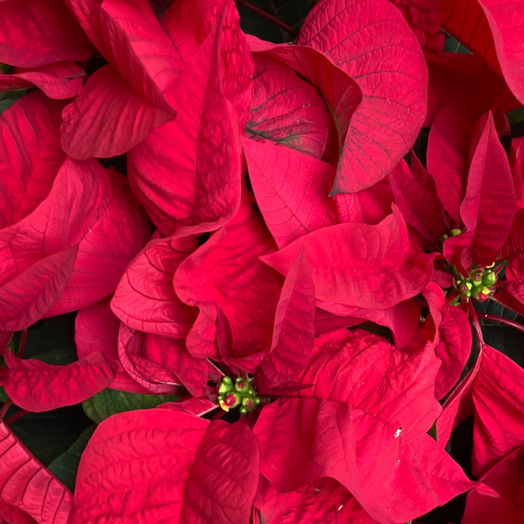 Propagating My Poinsettia: Step-by-step Guide