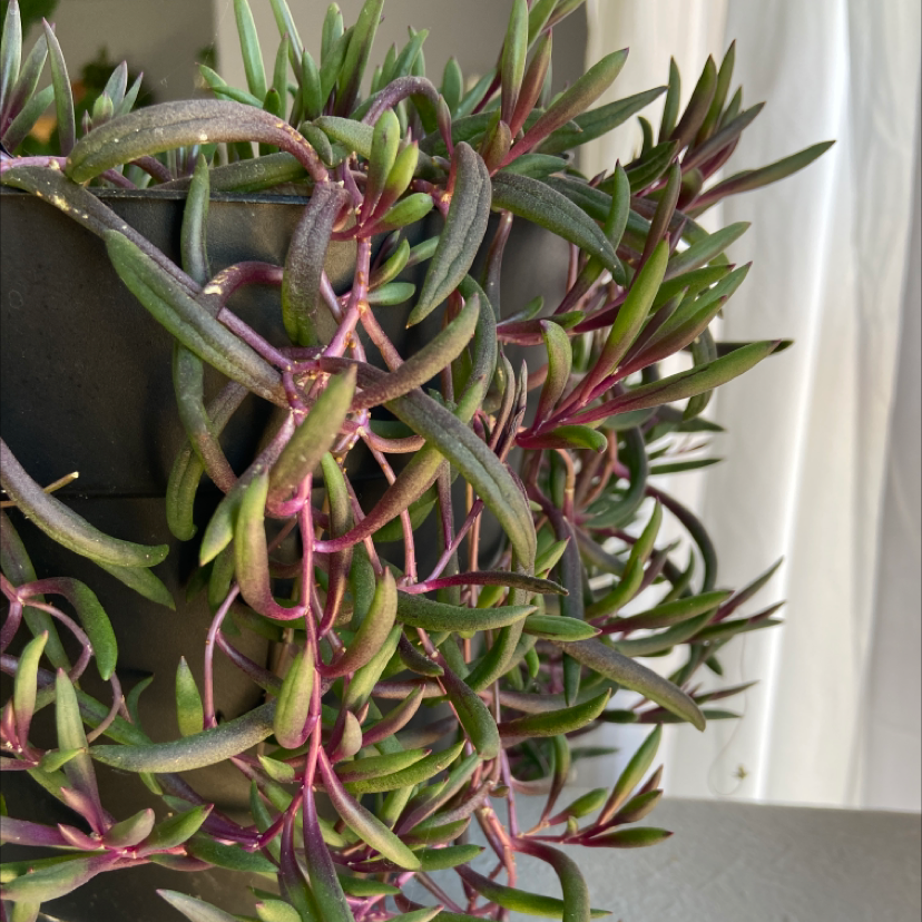 Why Are There Brown Spots on My String of Pickles?