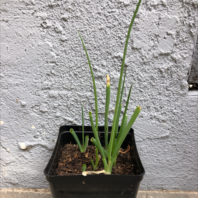 10 Benefits of Having a Long Green Onion